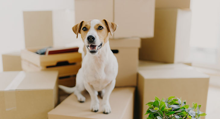 Moving with Your Dog: Essential Tips for a Smooth Transition - Leap Lease